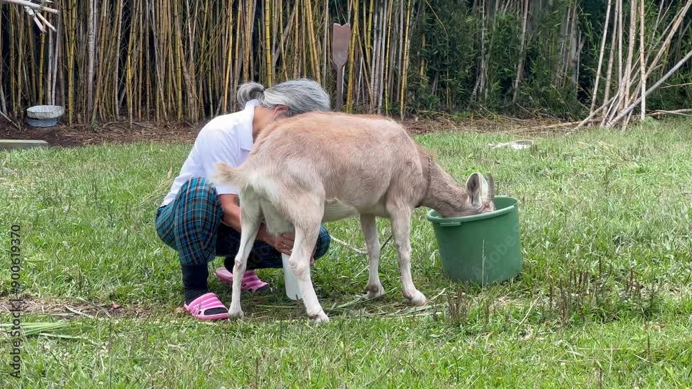 Older Latina woman with gray hair and yellow boots milking goat on her ...
