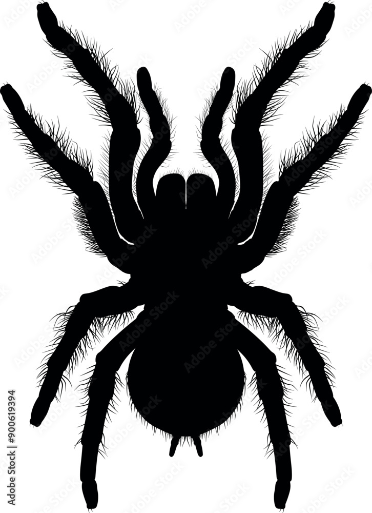 Goliath birdeater, Theraphosa blondi belongs to the tarantula family ...