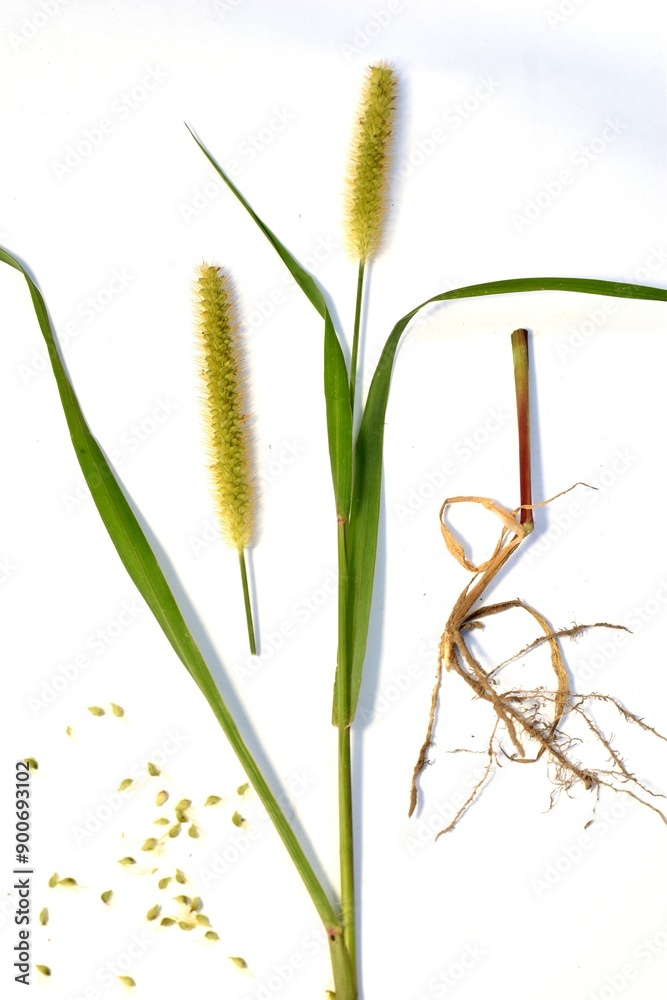 Herbarium. Green bristle grass, its leaves, stem and root system. Stock ...