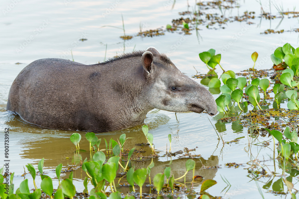 South American tapir (Tapirus terrestris) , also called the Brazilian ...