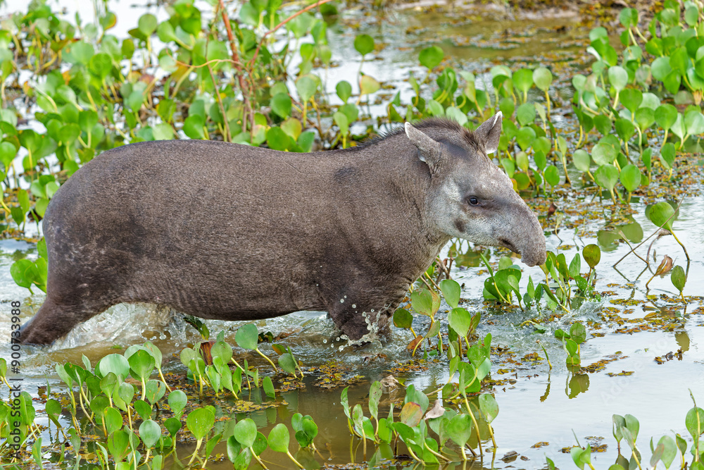 South American tapir (Tapirus terrestris) , also called the Brazilian ...