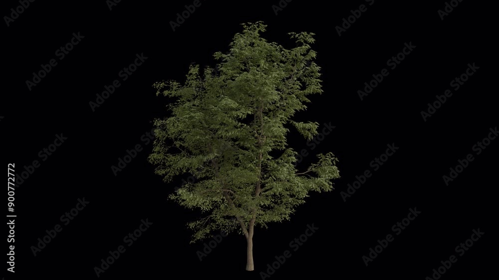 Black Locust Tree blowing in the wind. Wind blows the Robinia ...