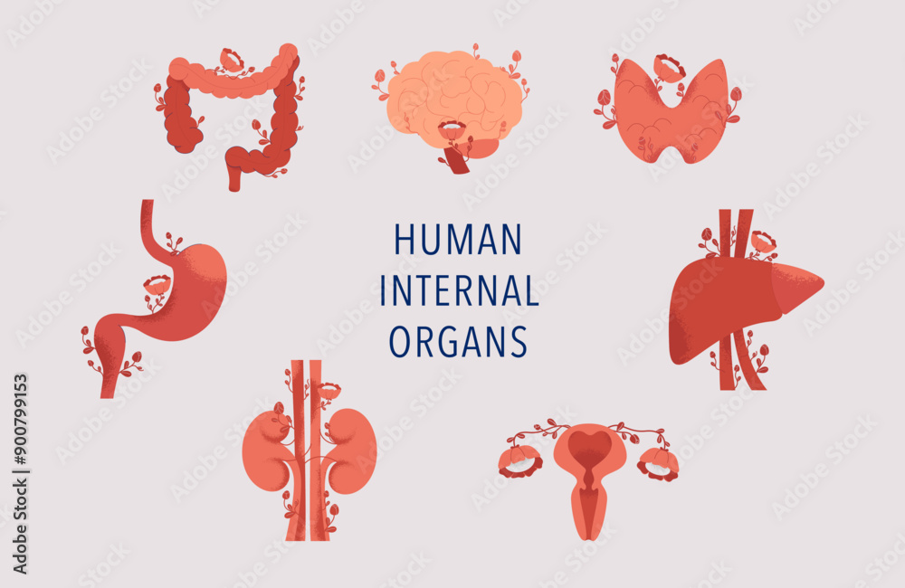 Human internal organs: brain, kidneys, intestine, stomach, liver ...