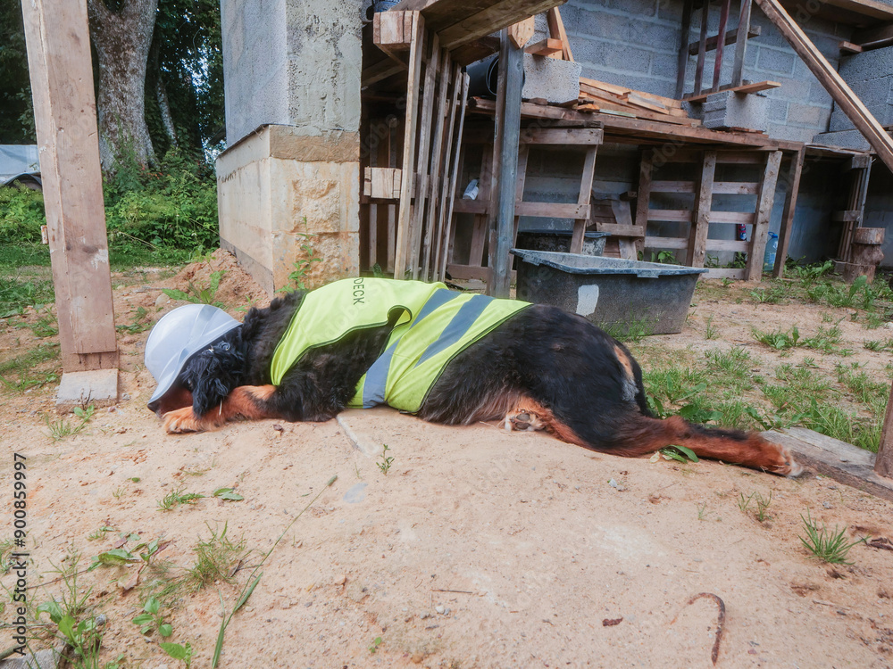 Cute Bearnaise dog sleeping on a construction site wearing high ...