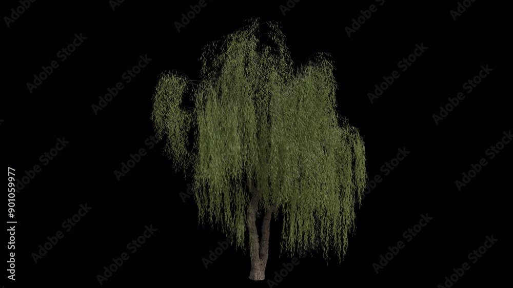 Babylon Weeping Willow Tree blowing in the wind. Wind blows the Silver ...