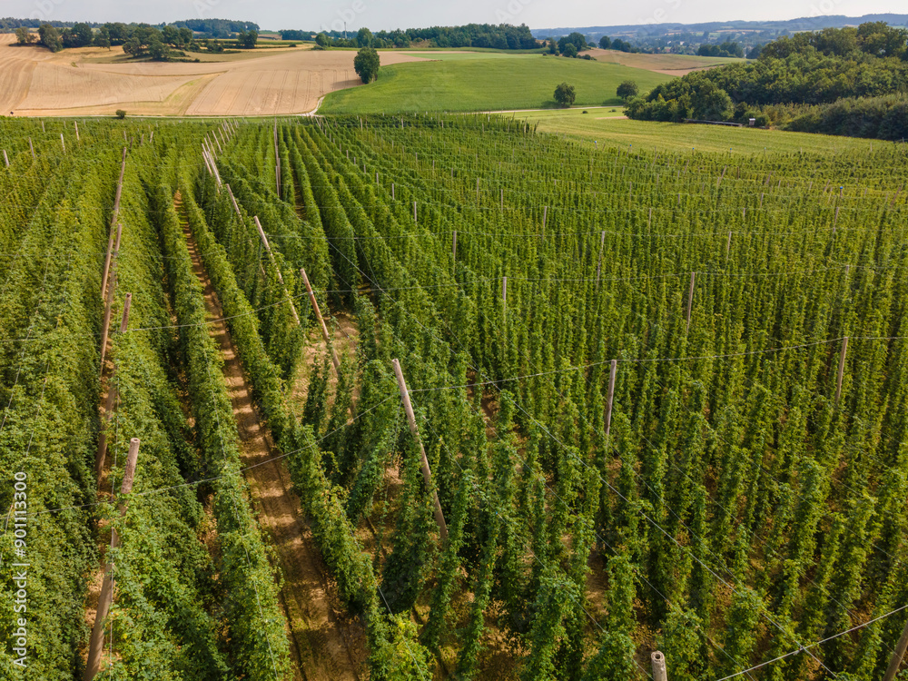 Fly from top along a Bavarian hops field during summer grow time and ...