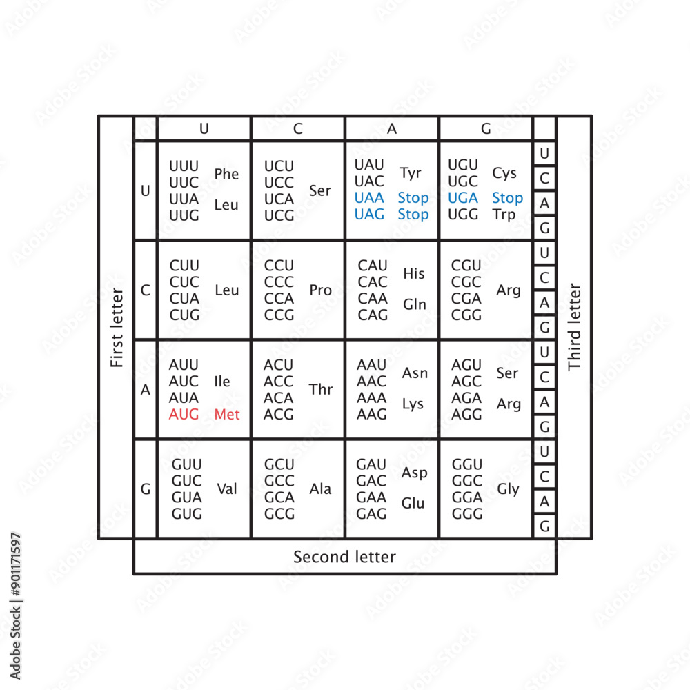 Vetor de Table of RNA Codons - Genetic biological code of amino acids ...