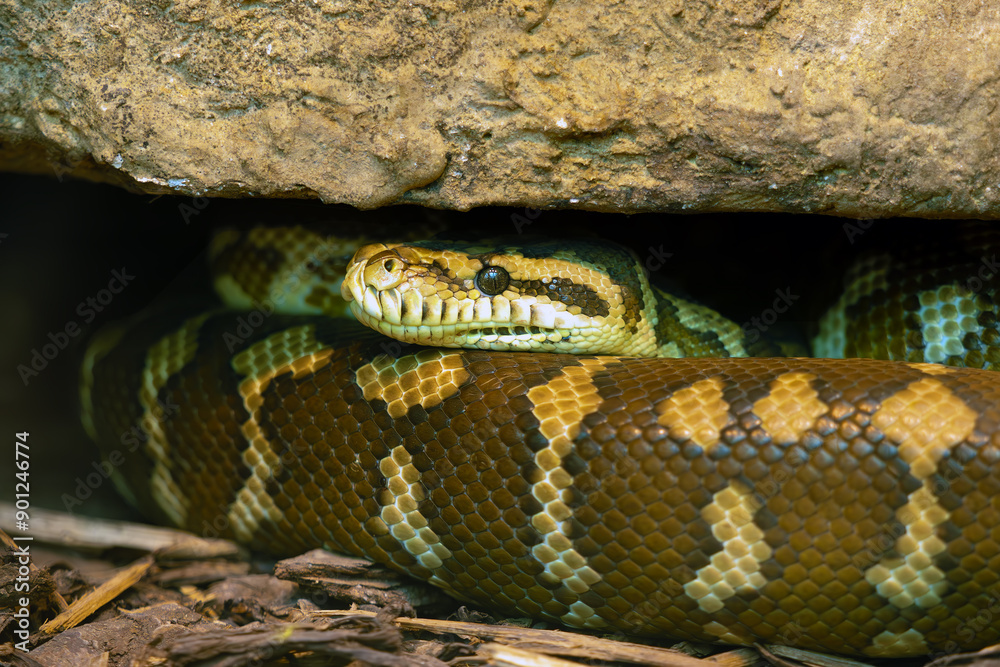 Morelia spilota, commonly known as the carpet python, portrait of an ...