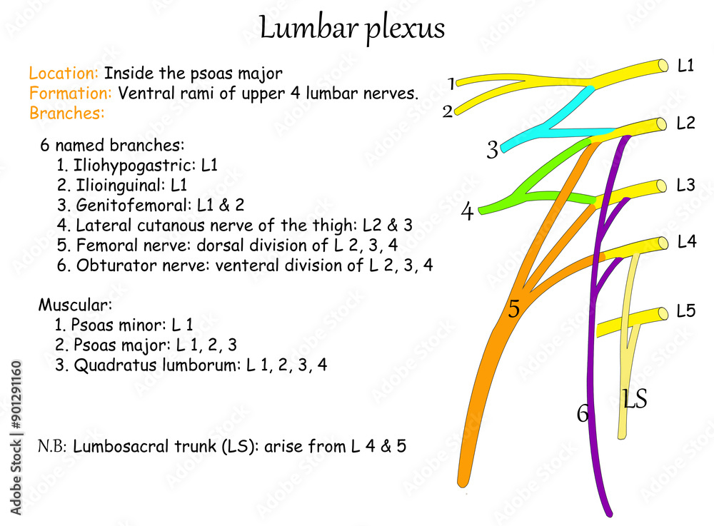 Poster lumbar plexus Femoral nerve Obturator nerve Lumbosacral trunk ...