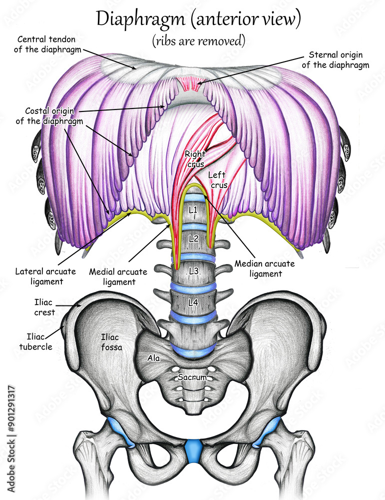 Diaphragm and vertebral Column anterior view Sternal origin Costal and ...