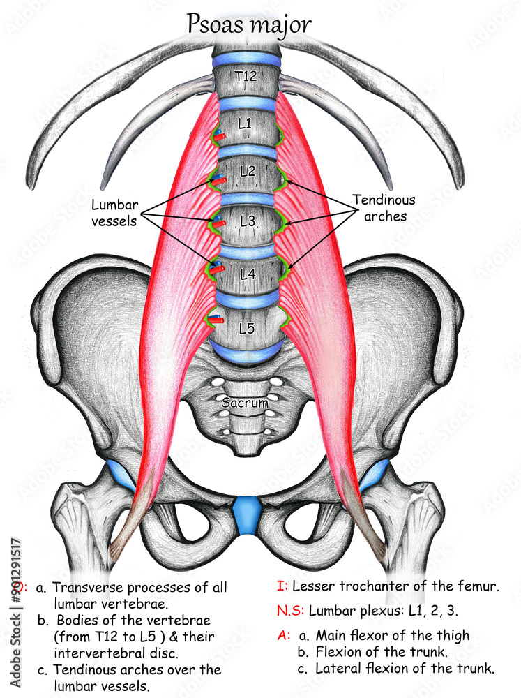 Psoas major muscle muscles of posterior abdominal wall lumbar vertebrae ...