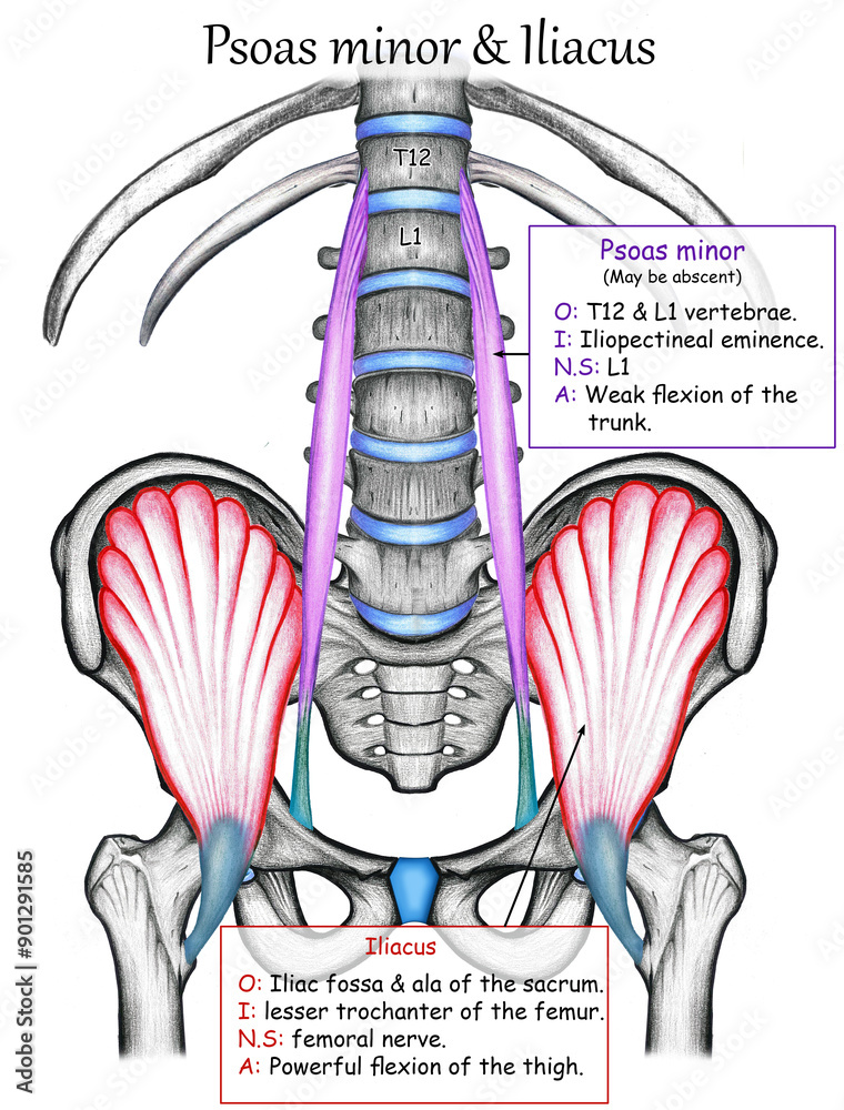 Iliacus and Psoas minor muscle origin Insertion Action Stock Illustration | Adobe Stock