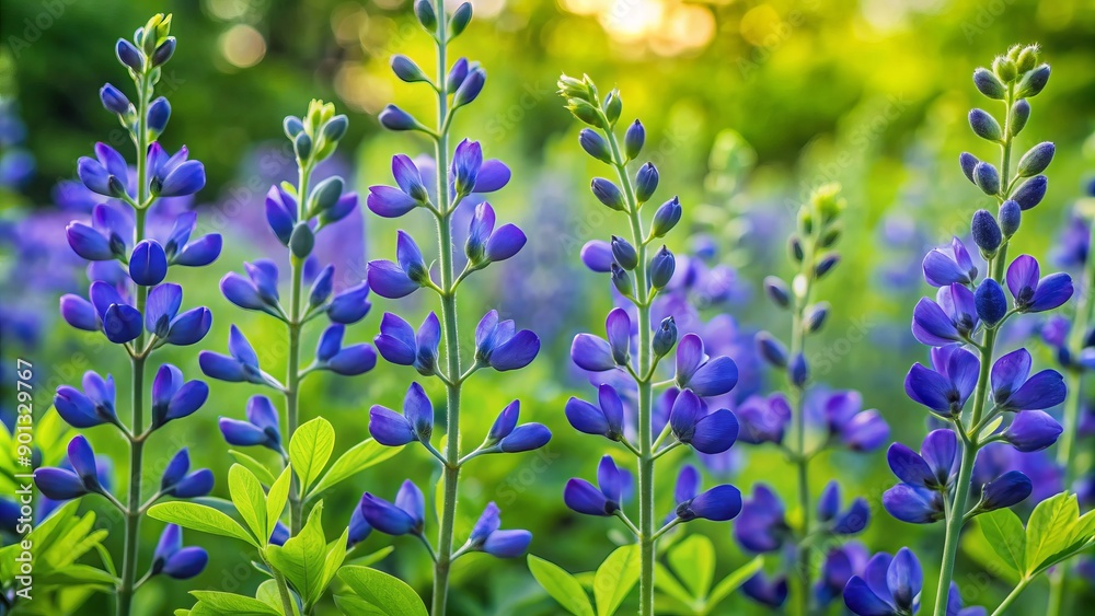 Vibrant blue spikes of Baptisia australis, blue false indigo, bloom ...