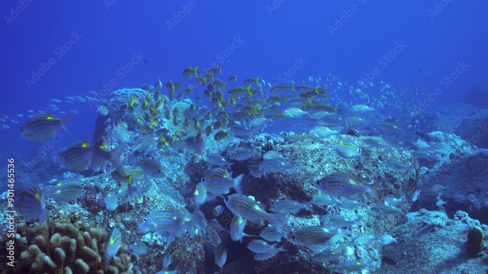 A beautiful school of 2 different types of fish above the volcanic ...