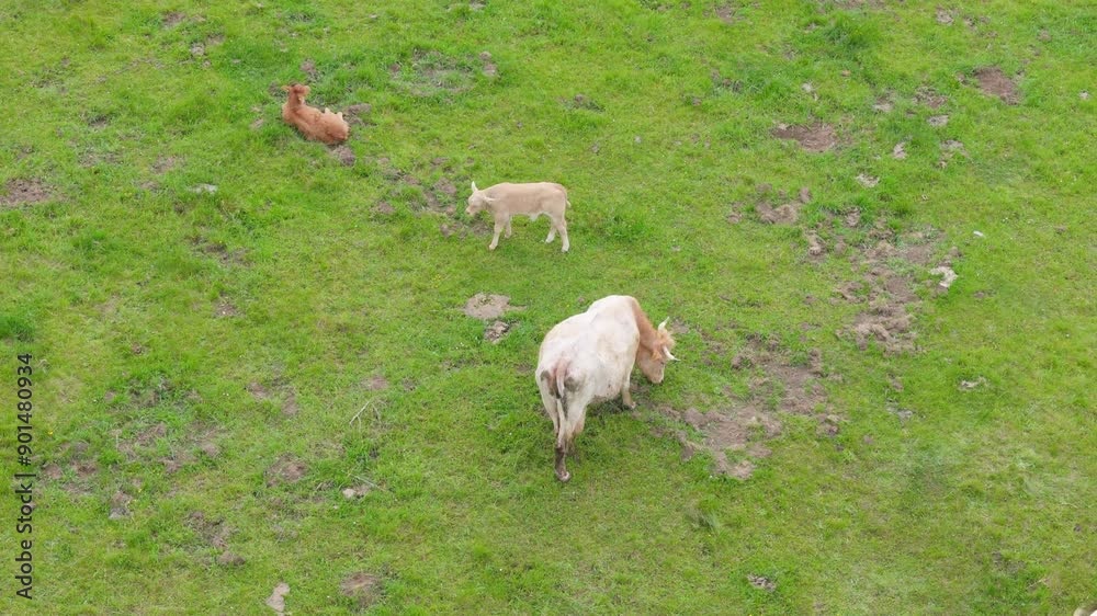 Birds-eye view of cows on a vast grassy field. Filmed by drone ...