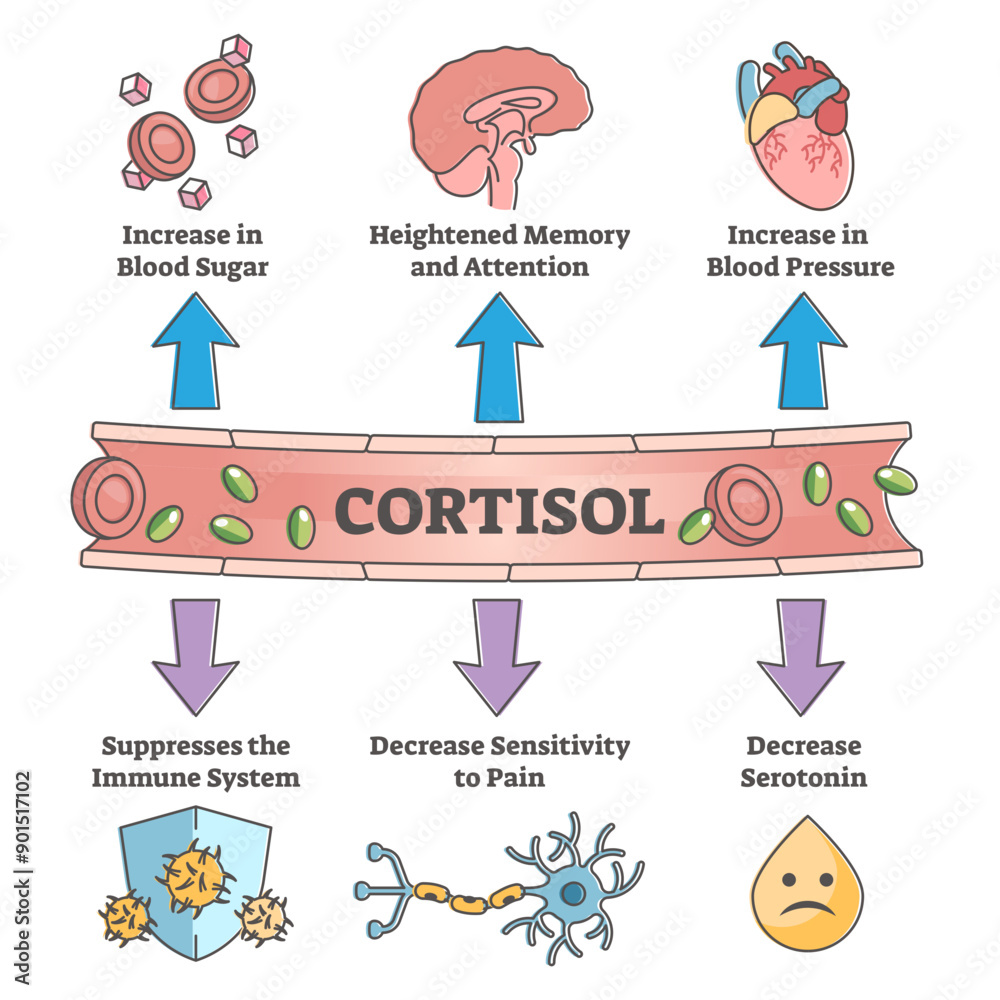 Vetor de Cortisol hormone increased or decreased level symptom scheme ...