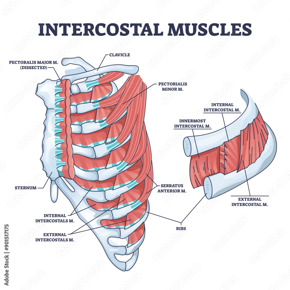 Plagát Intercostal muscles between ribs in anatomical chest cage ...