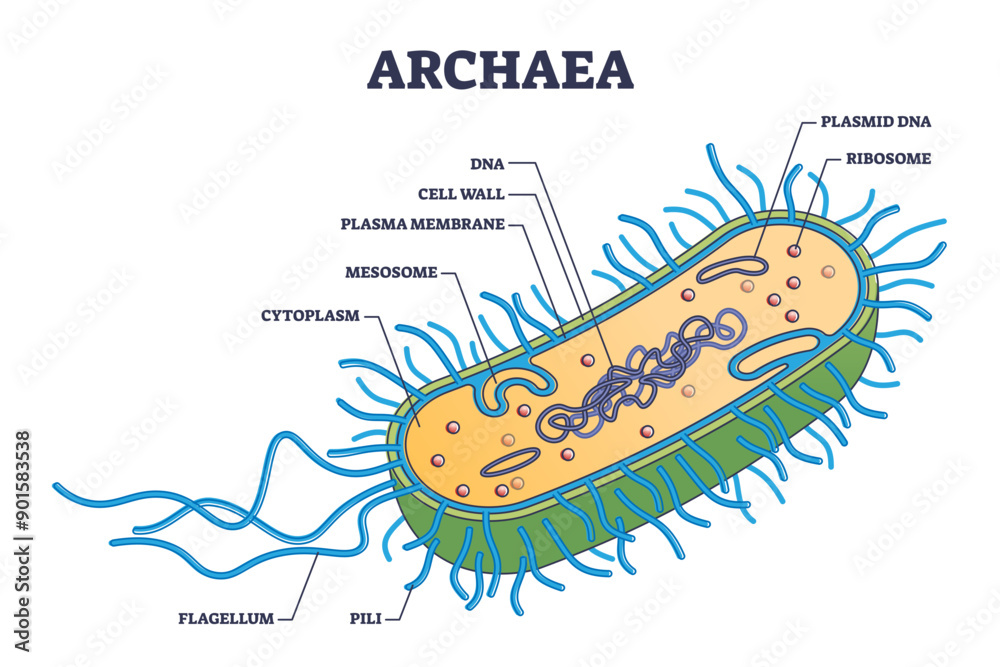 Archaea or archaebacteria detailed anatomical inner structure outline ...