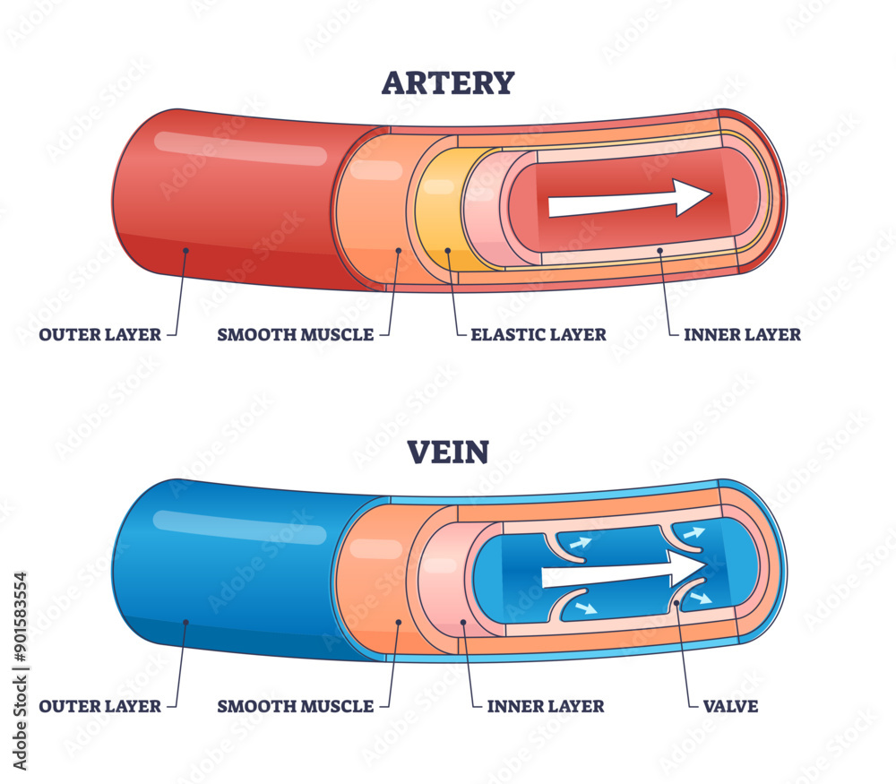 Vetor de Artery vs vein structure compared with anatomical differences ...