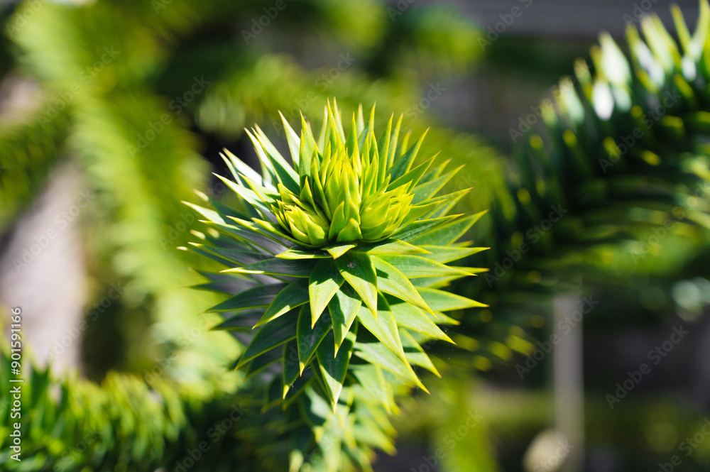 Branches of Araucaria araucana, Monkey puzzle tree, Monkey tail tree ...