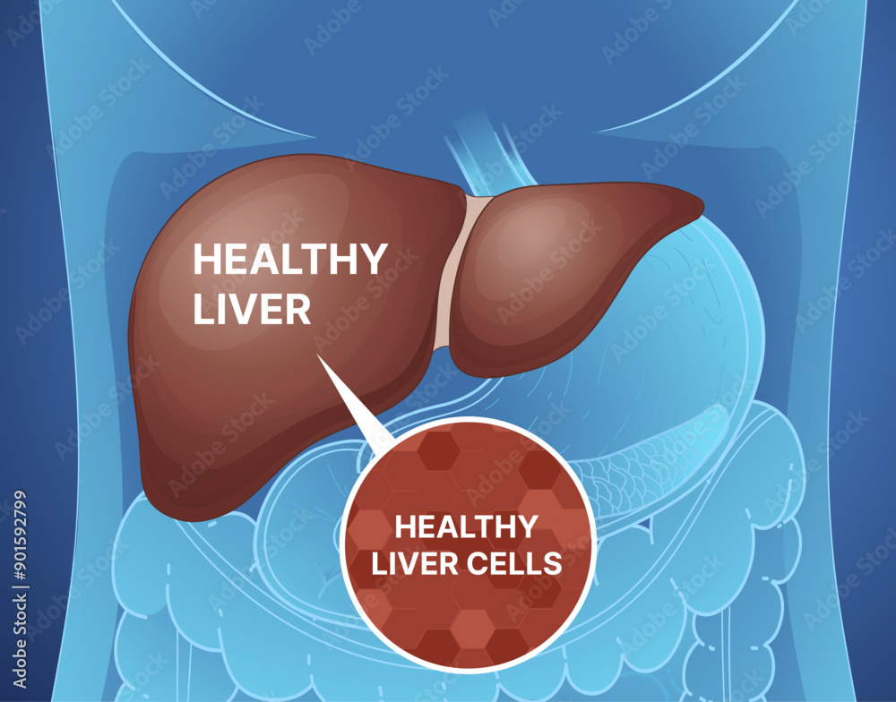 Human body anatomy. Human liver. Human liver infographic. Anatomy for ...