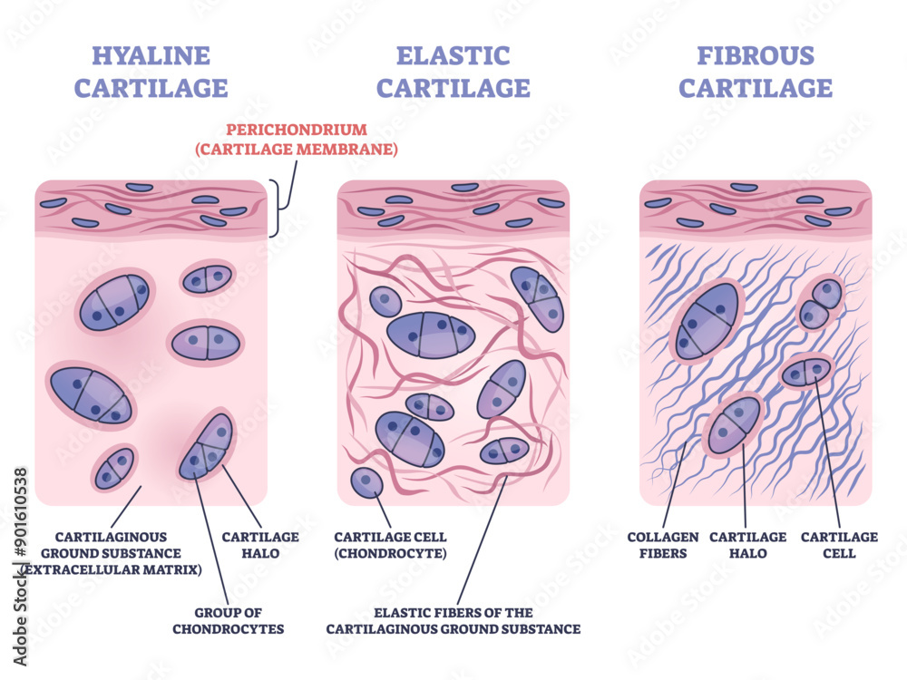 Perichondrium as hyaline, fibrous and elastic cartilage membrane ...