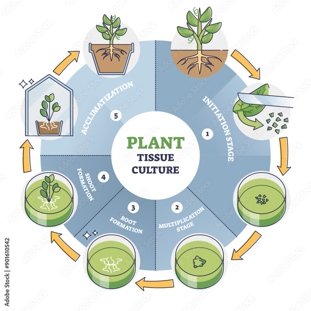 Poster Plant tissue culture process stages with cells growth steps ...