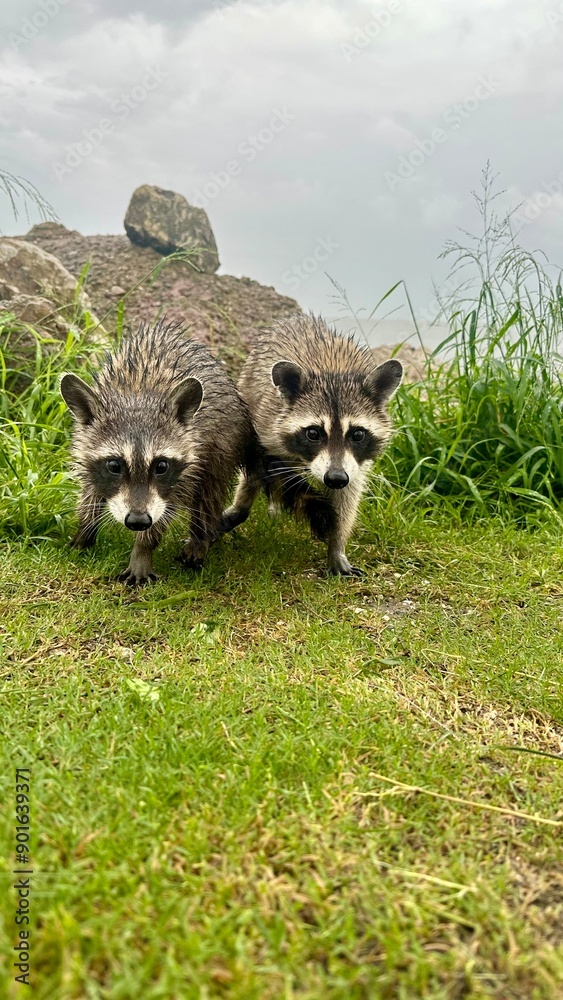 The raccoon, also spelled racoon and sometimes called the common ...