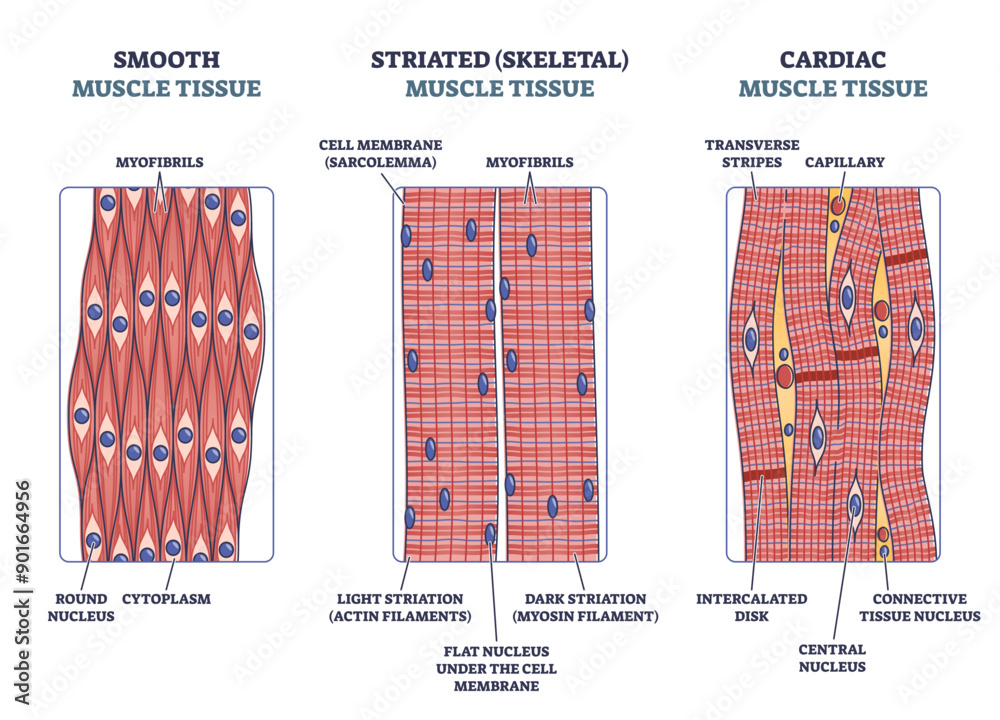 Muscle tissue with smooth, striated and cardiac examples outline ...
