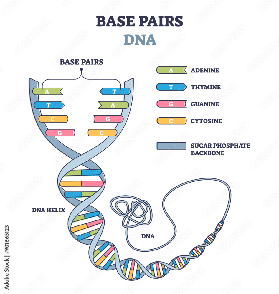 Base pairs of the DNA molecule chains, illustration outline diagram ...