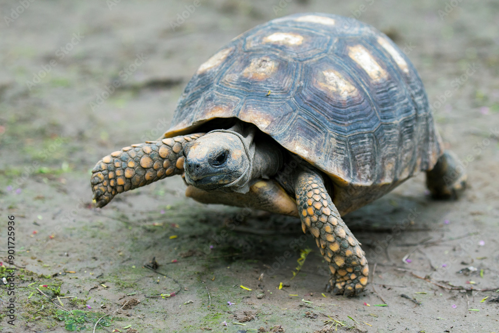 TARICAYAS TURTLES, with their distinctively smooth shells and gentle ...