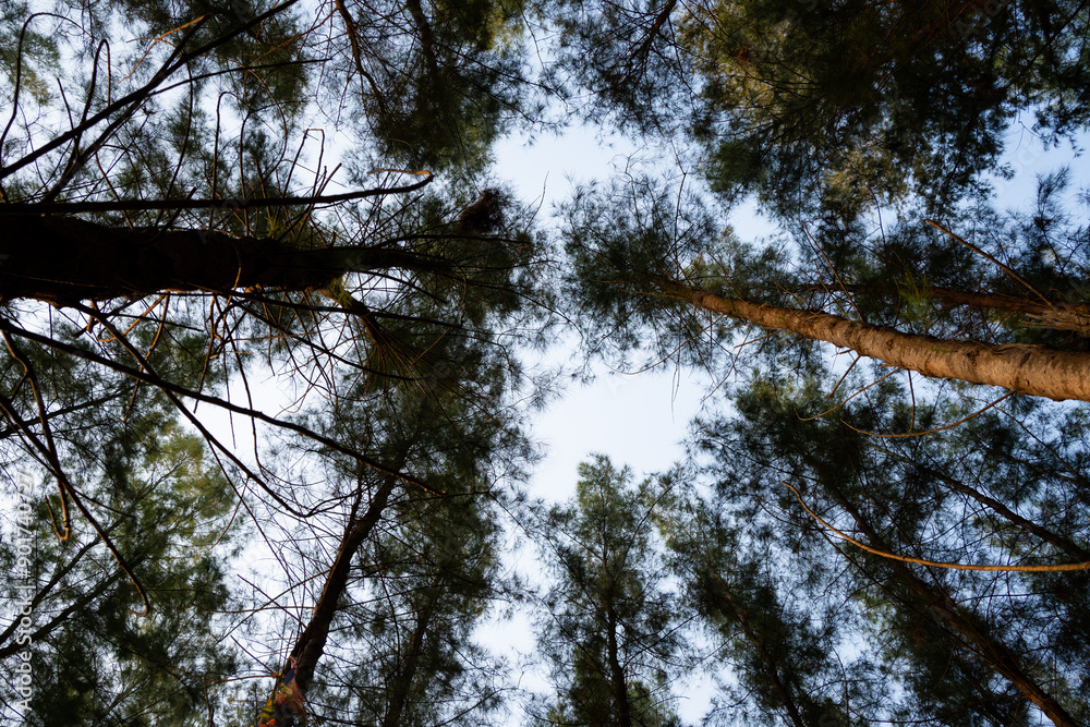 Pine trees look up view. Casuarina Equisetifolia tree look up. Pine ...