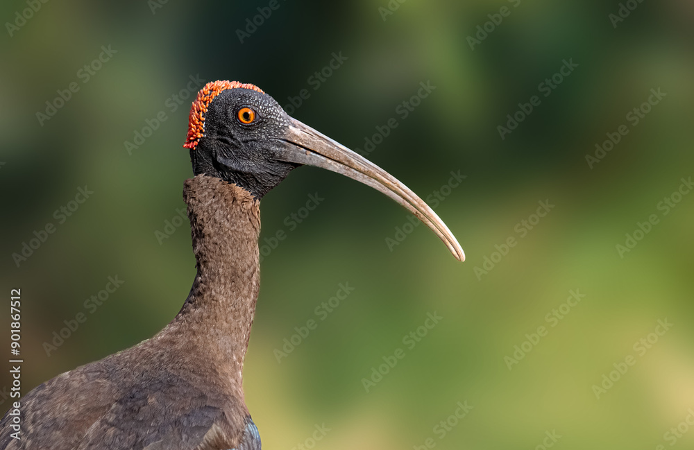 Introducing the stunning Red-naped Ibis! With its striking black and ...
