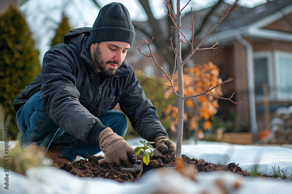 Gardener planting a young tree in early spring. Ideal for illustrating ...