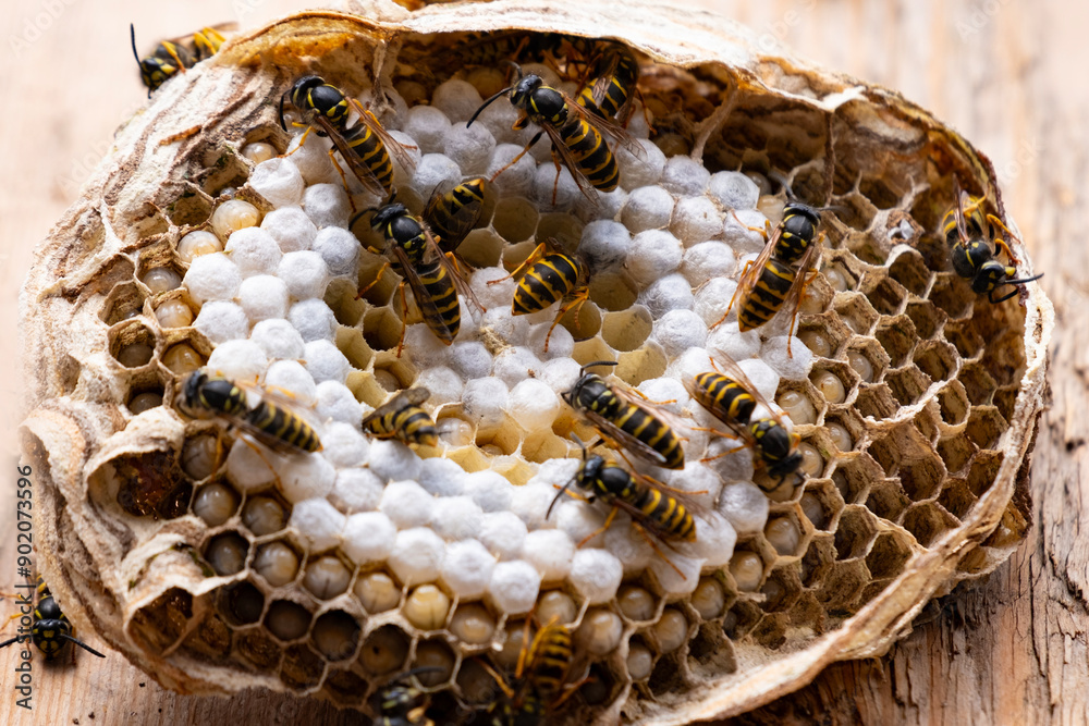 wasp honeycombs, Natural bees nest, insect habitat with larvae, wasp ...