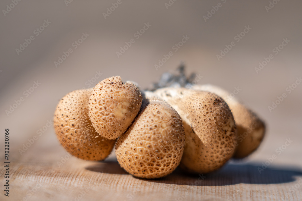 Apioperdon pyriforme, pear-shaped puffball or stump puffball, is a ...