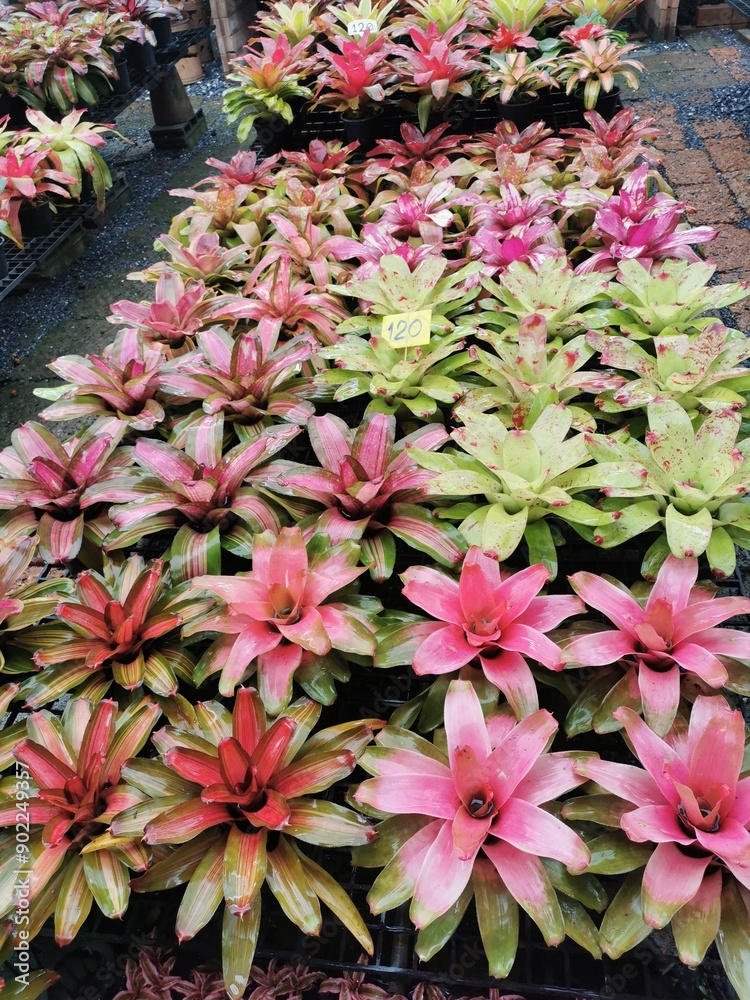 Bromeliad There are many different types to choose from. Some can be ...