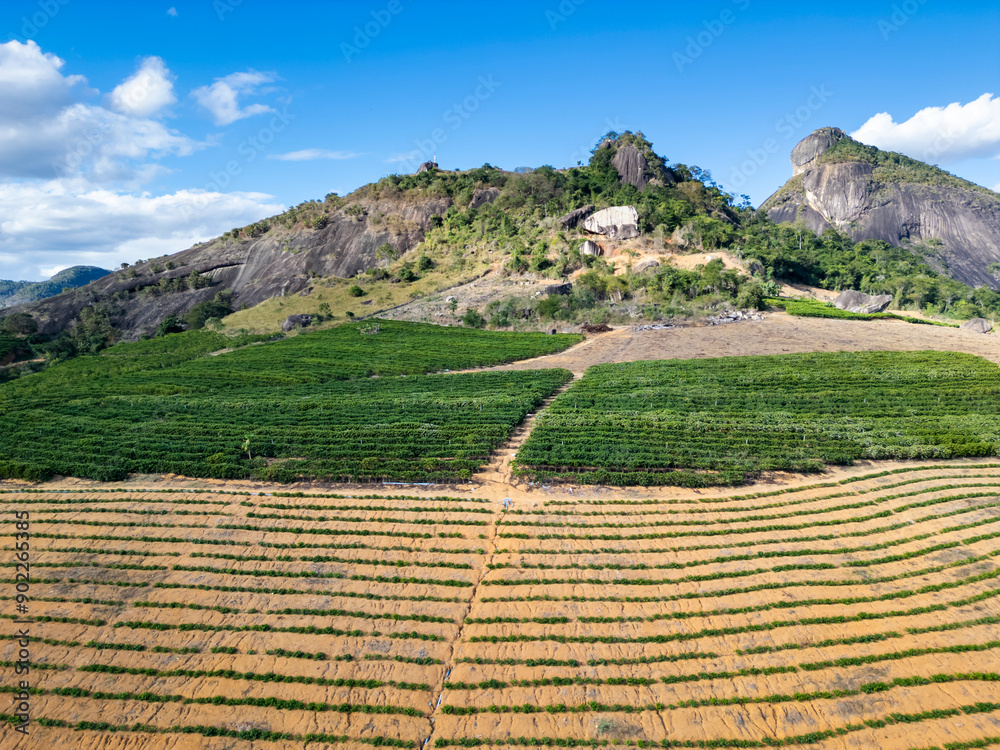Aerial drone view of a conilon coffee plantation with rocky mountains ...