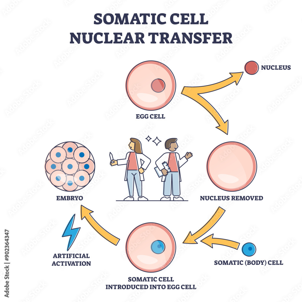 Somatic cell nuclear transfer as genetic change process steps outline ...