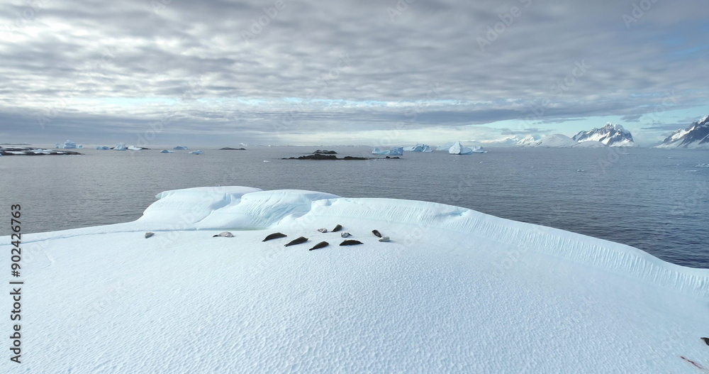 Wild animals in Antarctica. Seals sleeping on ice floe, aerial drone ...