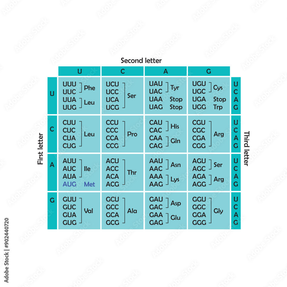 Table of RNA Codons - Genetic biological code of amino acids. Amino ...