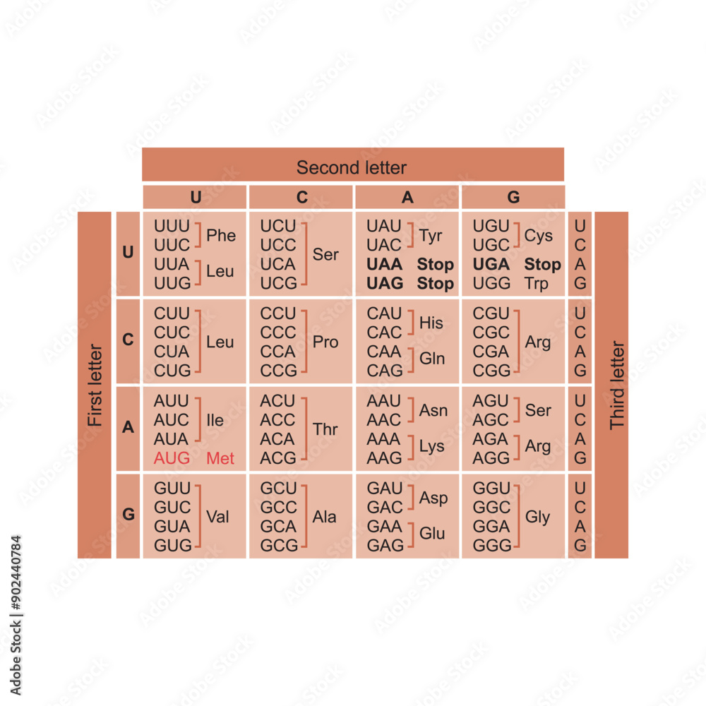 Table of RNA Codons - Genetic biological code of amino acids. Amino ...
