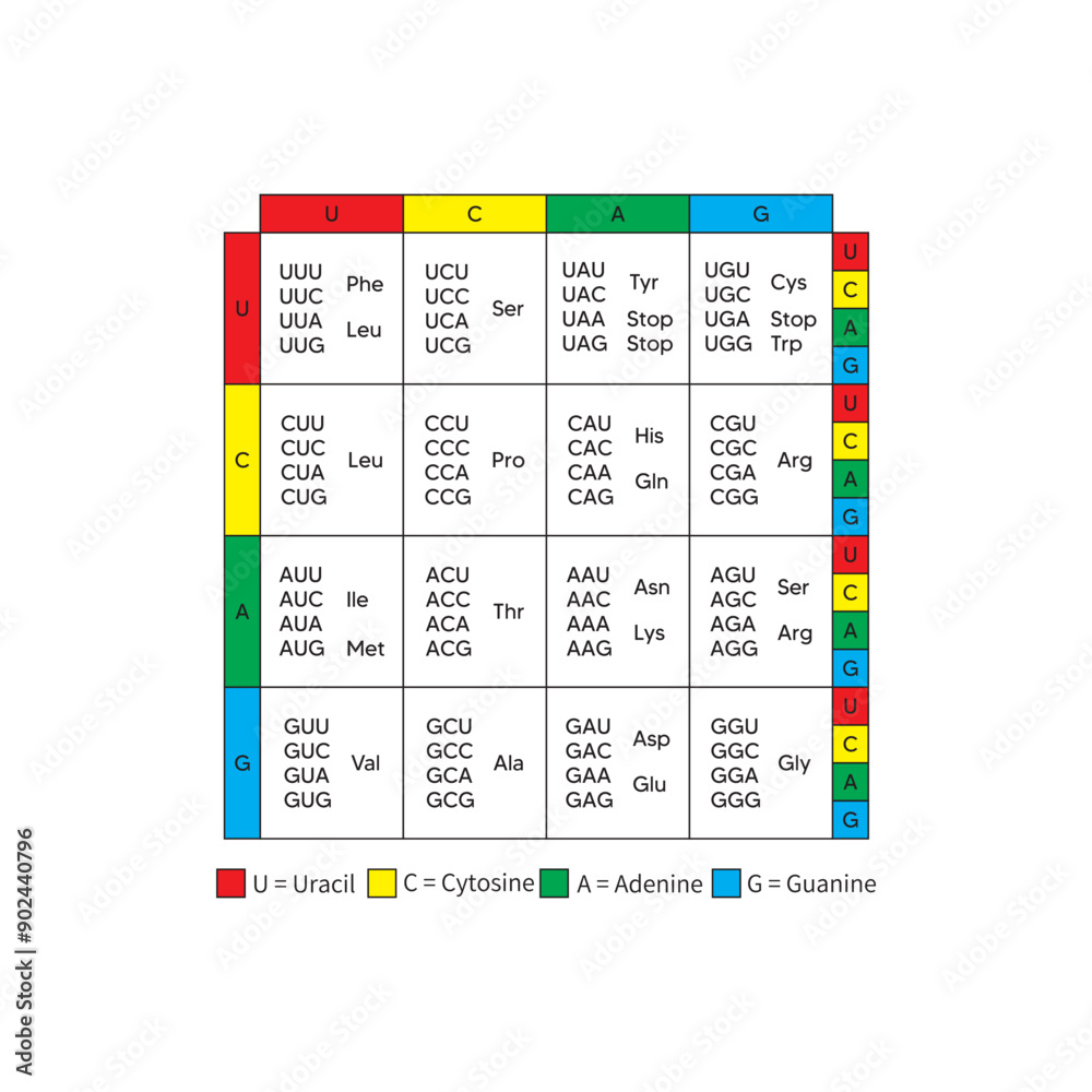 Vetor de Table of RNA Codons - Genetic biological code of amino acids ...