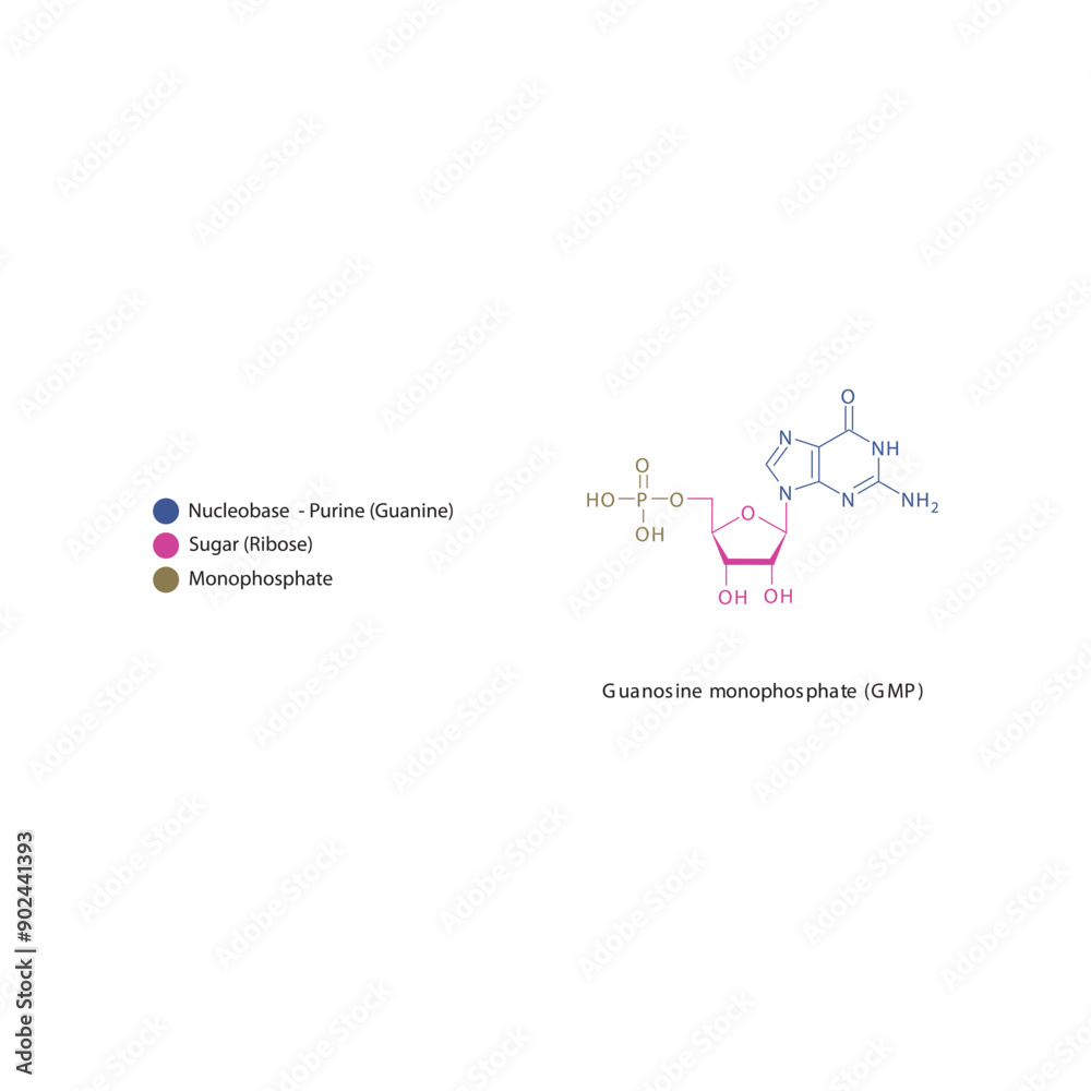 Guanosine monophosphate (GMP) skeletal structure schematic illustration ...