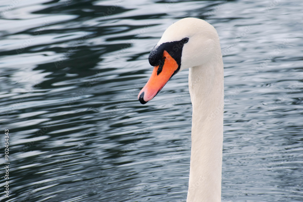 A swan gliding gracefully on rippling water with an elegant and serene ...