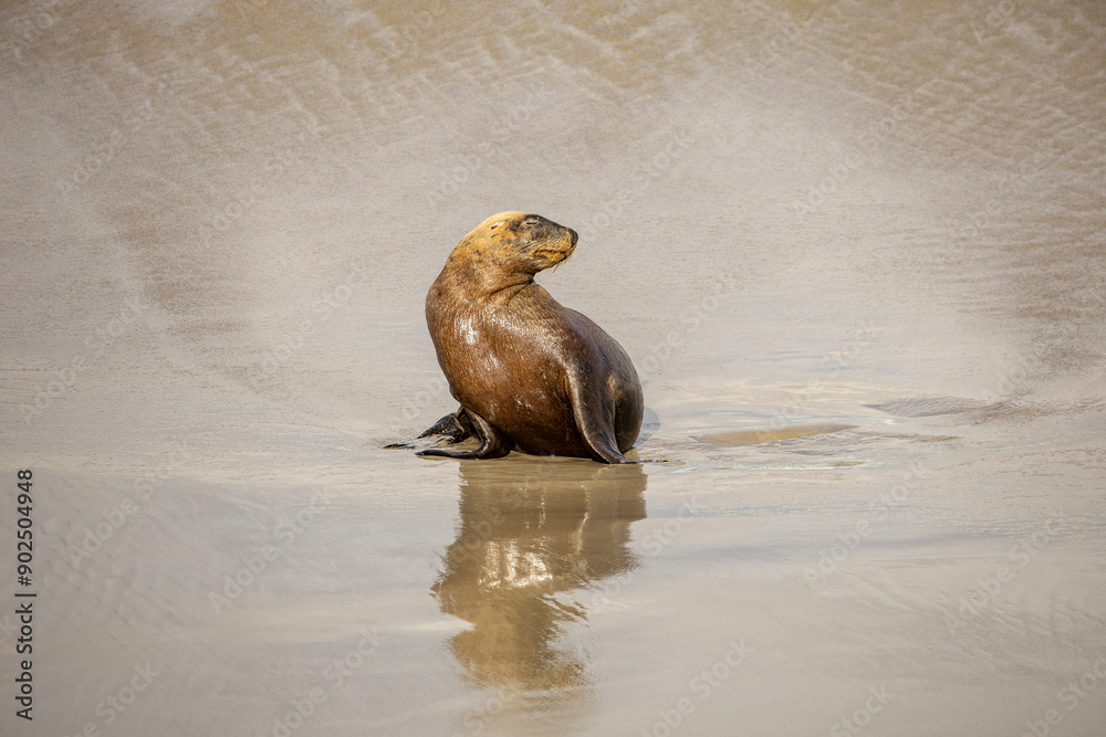 Aus­tralian sea lions (Neopho­ca cinerea) are part of a group known as ...