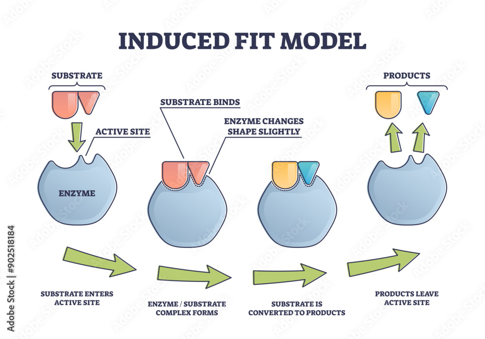 Poster Induced fit model process explanation with enzyme active site ...