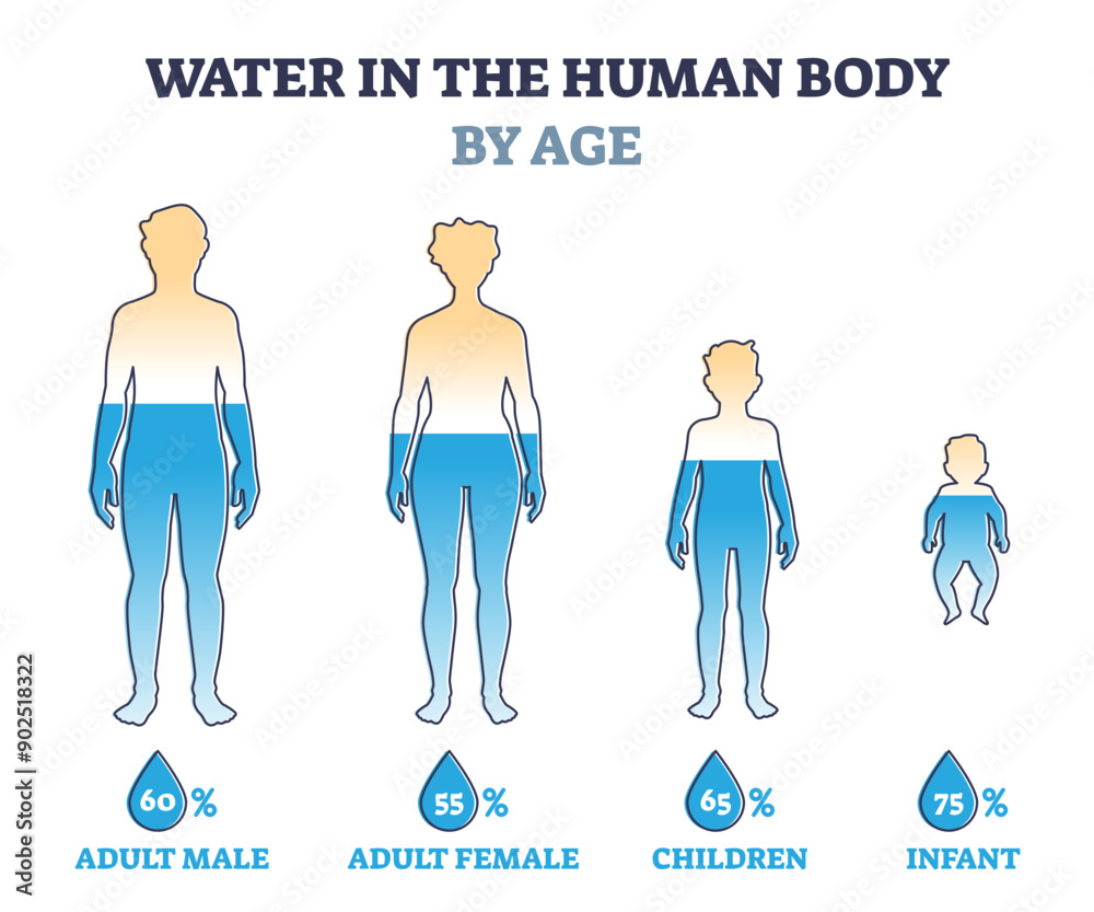 Water in human body by age as percentage comparison in outline diagram ...