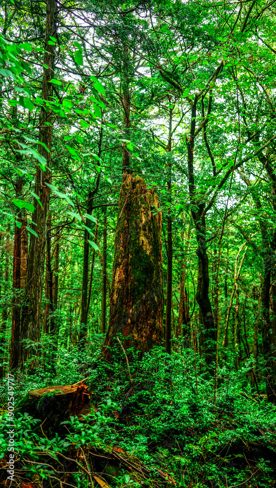 Nature, forest, plants, Japan, Mt. Fuji, Jukai Forest natural ...
