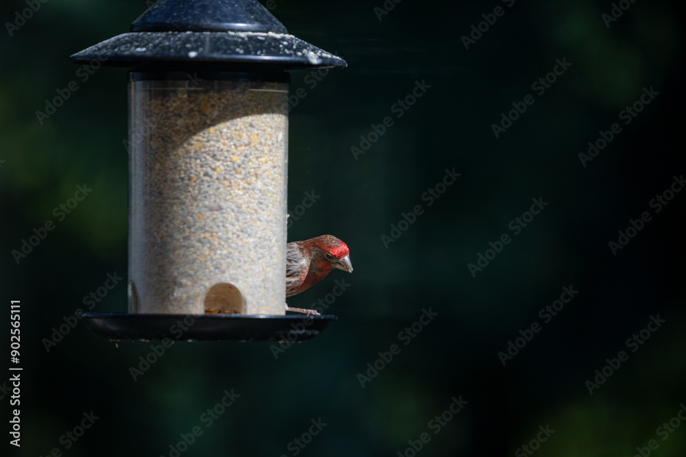 Red orange head house finch little bird eating seeds from birdfeeder in ...